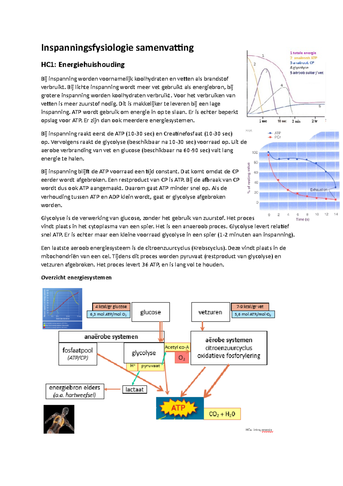 Inspanningsfysiologie samenvatting - Bij lichte inspanning wordt meer ...