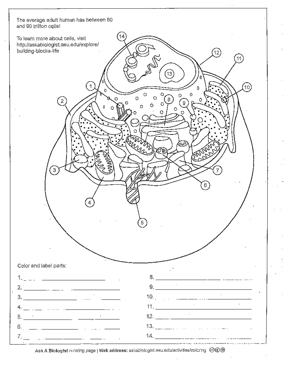 Animal Cell Worksheet - N/A - The average adult human has between 60 ...