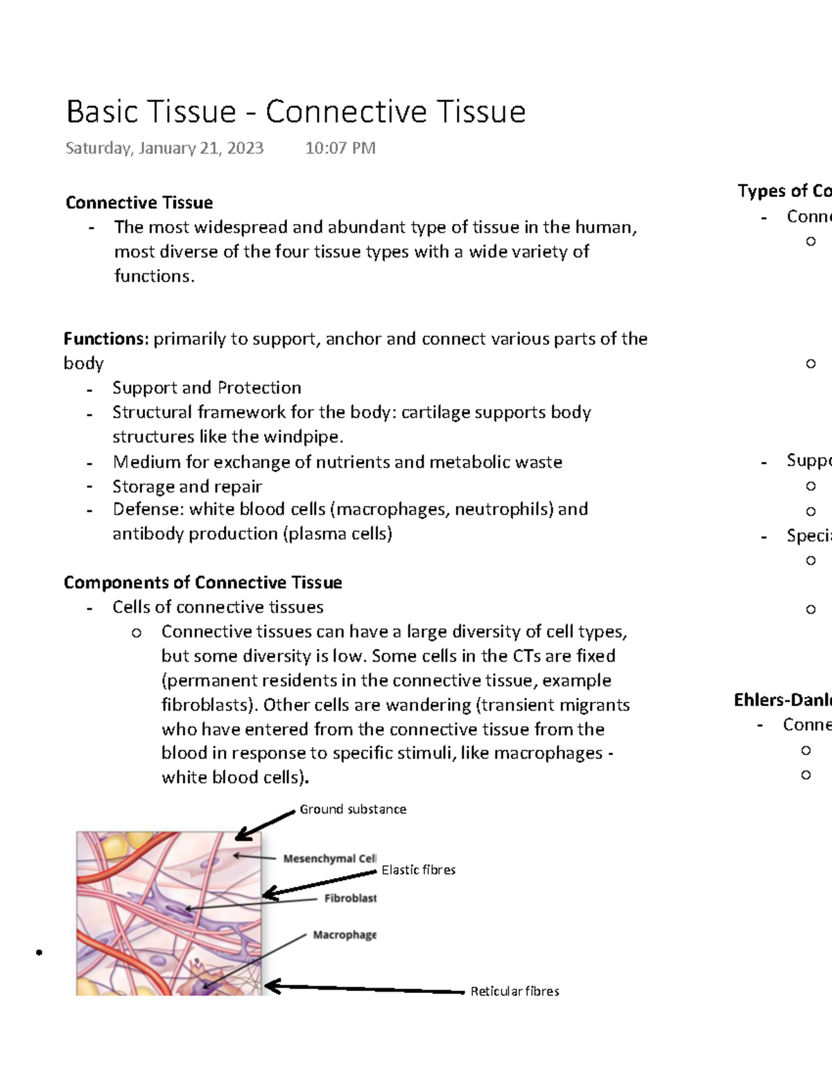 Basic Tissue - Connective Tissue - Connective Tissue The most ...