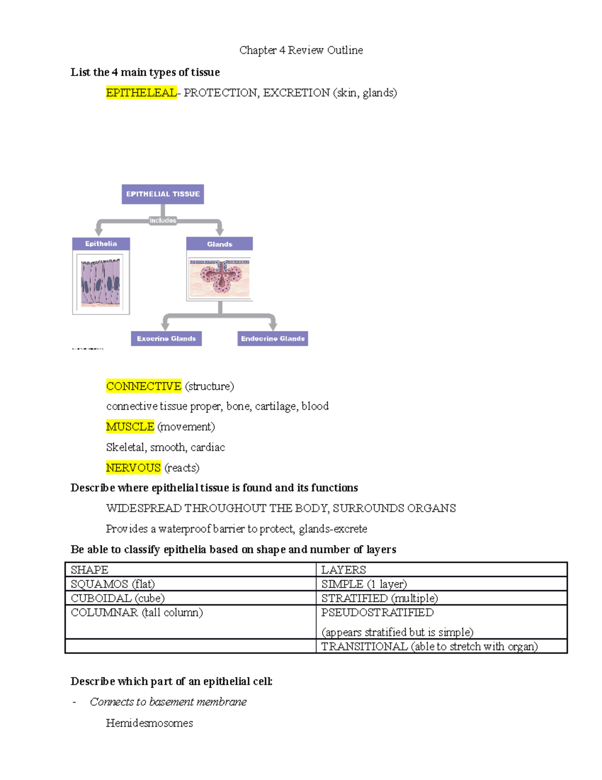 Tissues Review questions - Chapter 4 Review Outline List the 4 main ...