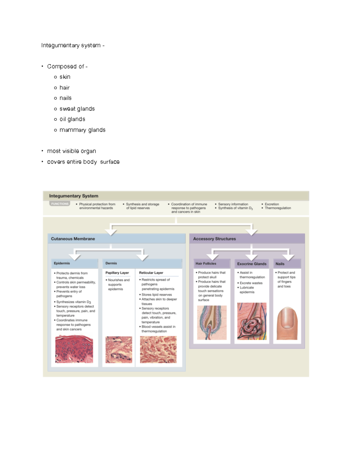 Integumentary system notes - Integumentary system - Composed of - skin ...