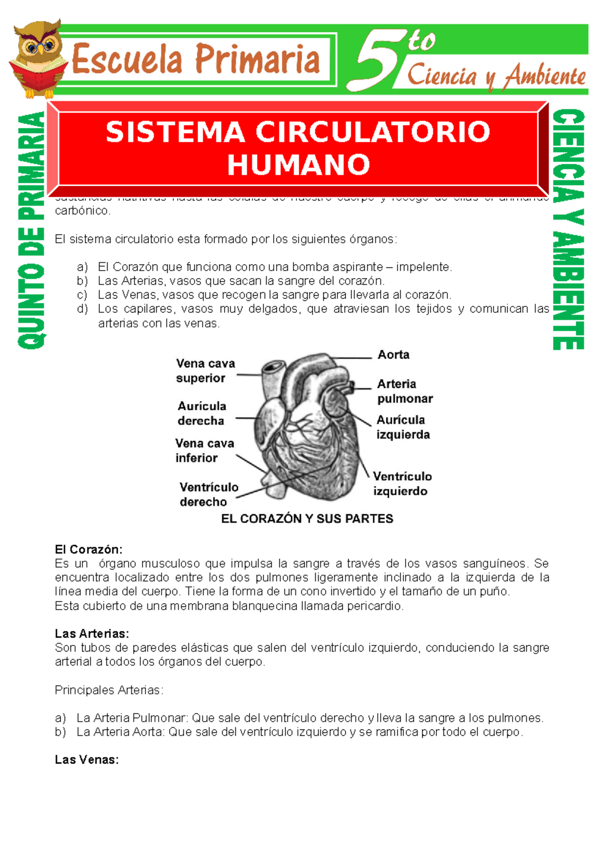 Sistema Circulatorio Humano para Quinto de Primaria - Es el encargado ...