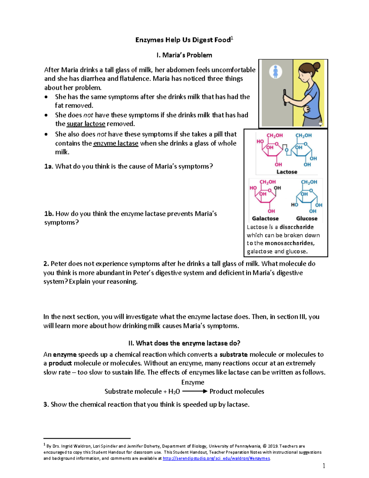 Hands-On (Student's Enzyme Protocol) - Enzymes Help Us Digest Food 1 I ...