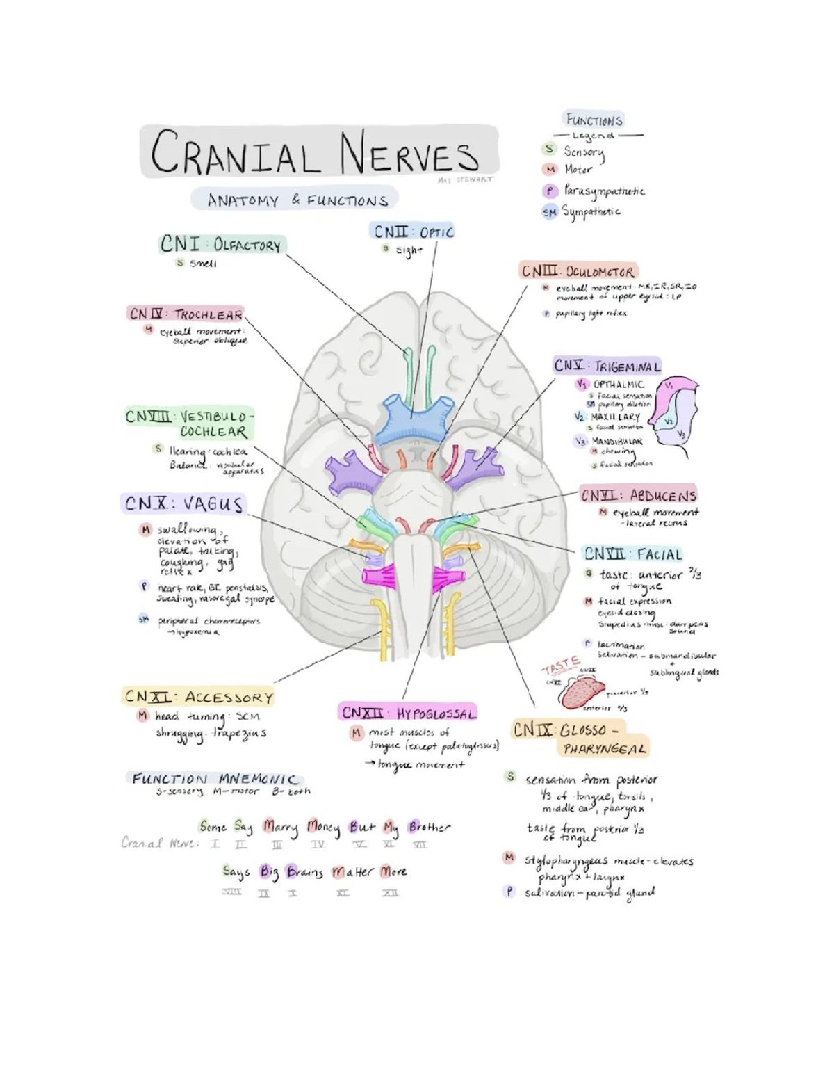 Blank Cranial Nerve Diagram