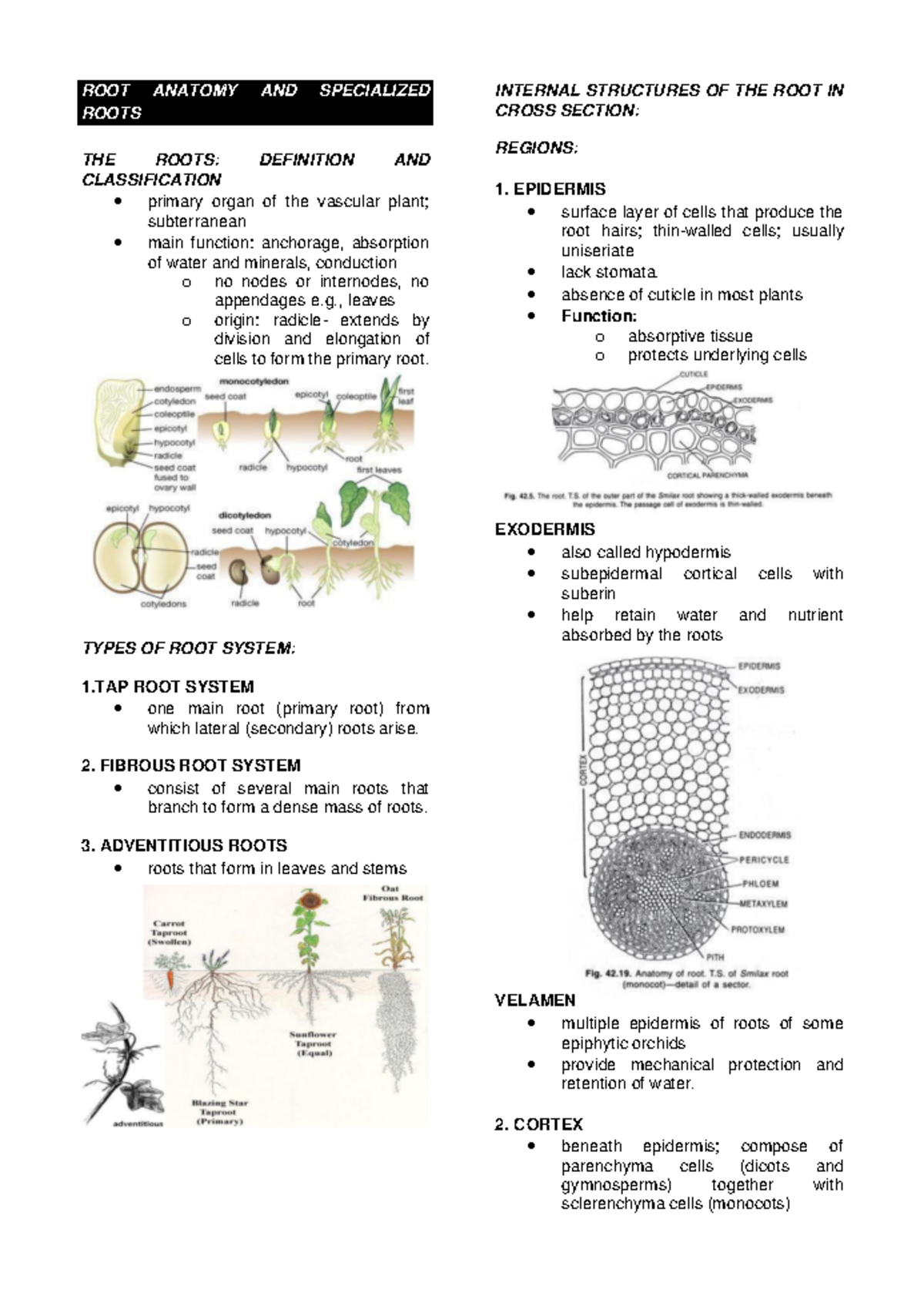 Root - reviewer - ROOT ANATOMY AND SPECIALIZED ROOTS THE ROOTS ...