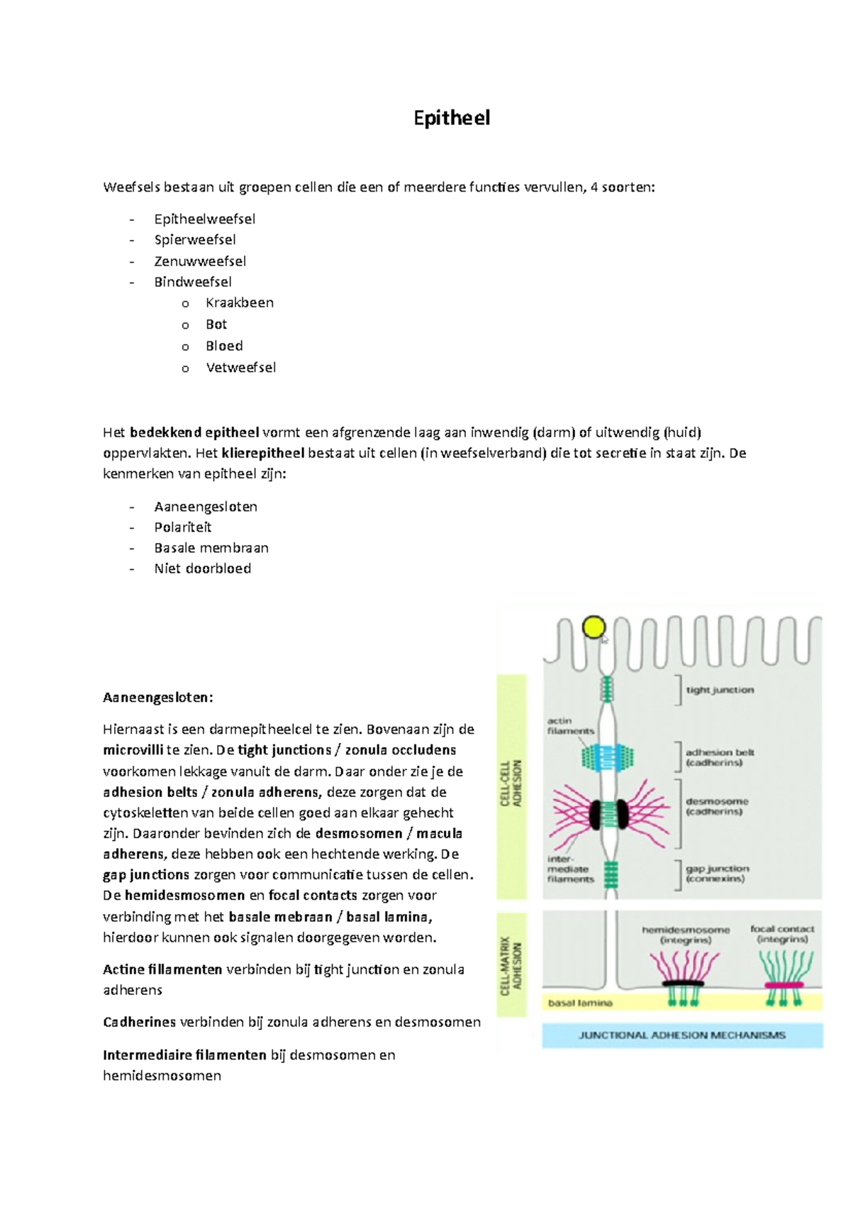 Epitheel - Epitheel Weefsels bestaan uit groepen cellen die een of ...
