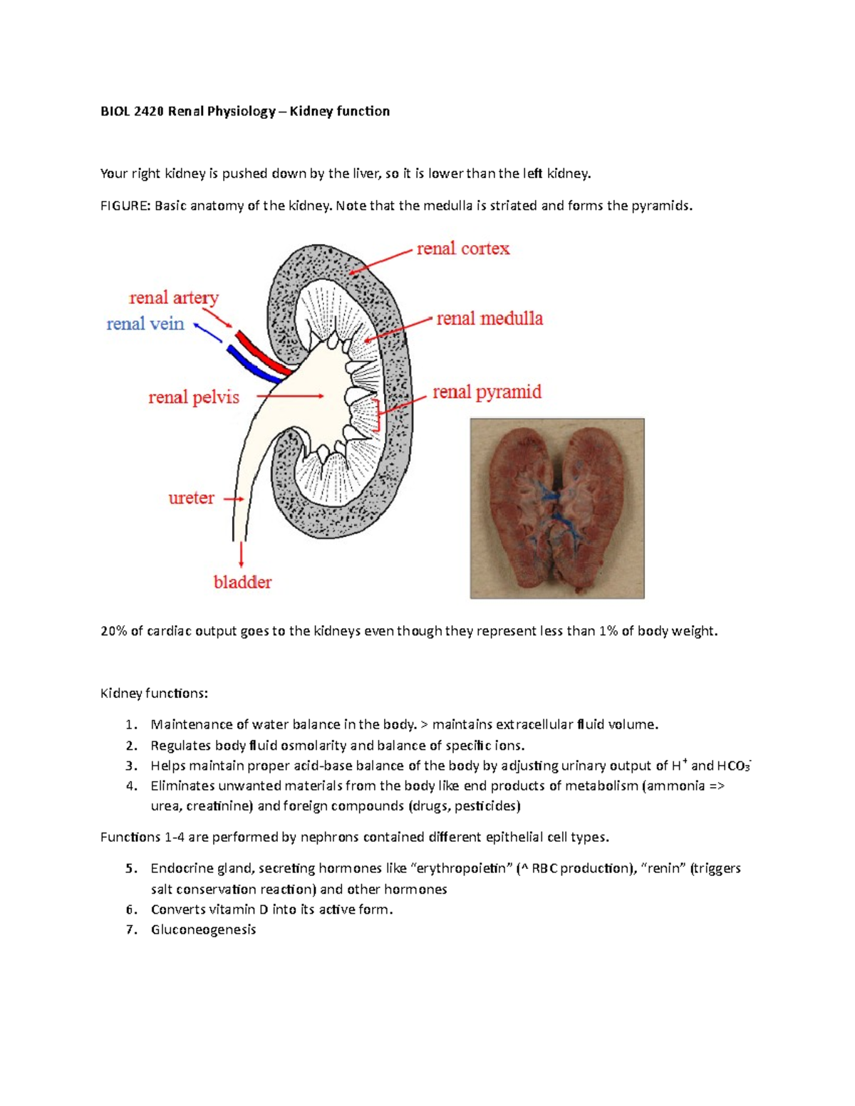 BIOL 2420 Renal Physiology - BIOL 2420 Renal Physiology – Kidney ...