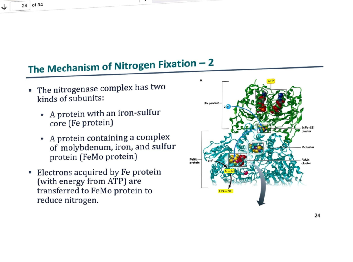 Chap 15 micro - Chap 15 - ~ of The Mechanism of Nitrogen Fixation - 2 ...