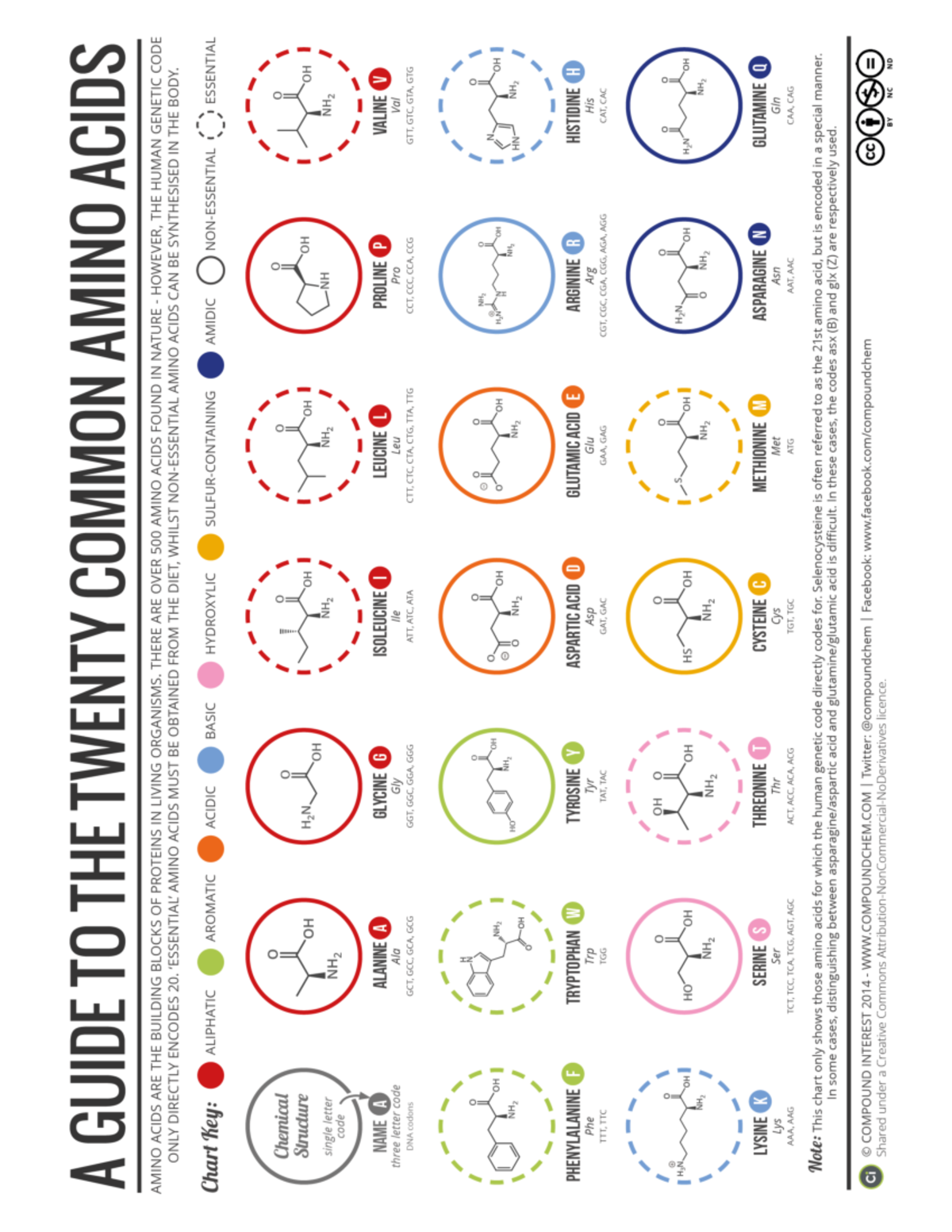 20 Common Amino Acids v3 - CHM 550 - Kansas State - Studocu