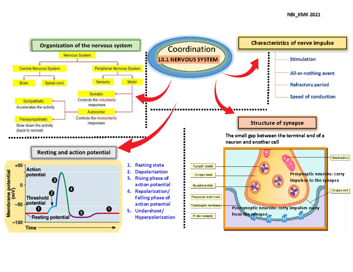 Chapter 10 Coordination - Coordination 10 NERVOUS SYSTEM ...
