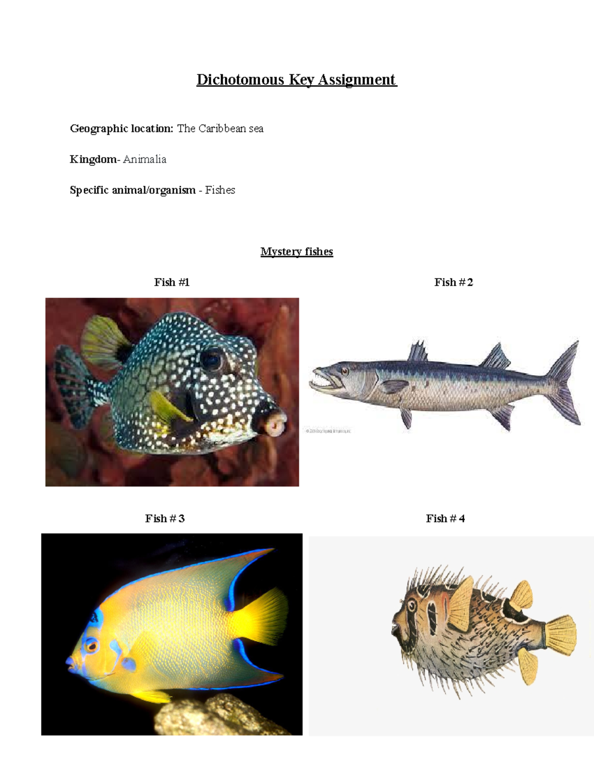 Dichotomous Keys - notes - Dichotomous Key Assignment Geographic ...