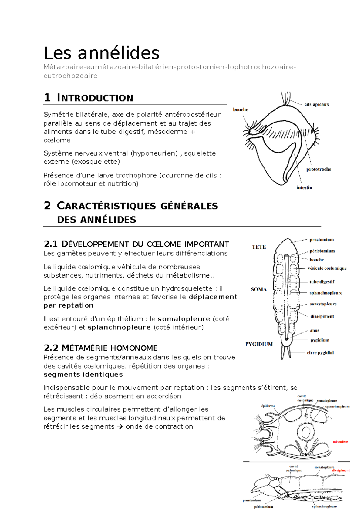 Les annélides - L1 S2 - Les annélides - Studocu