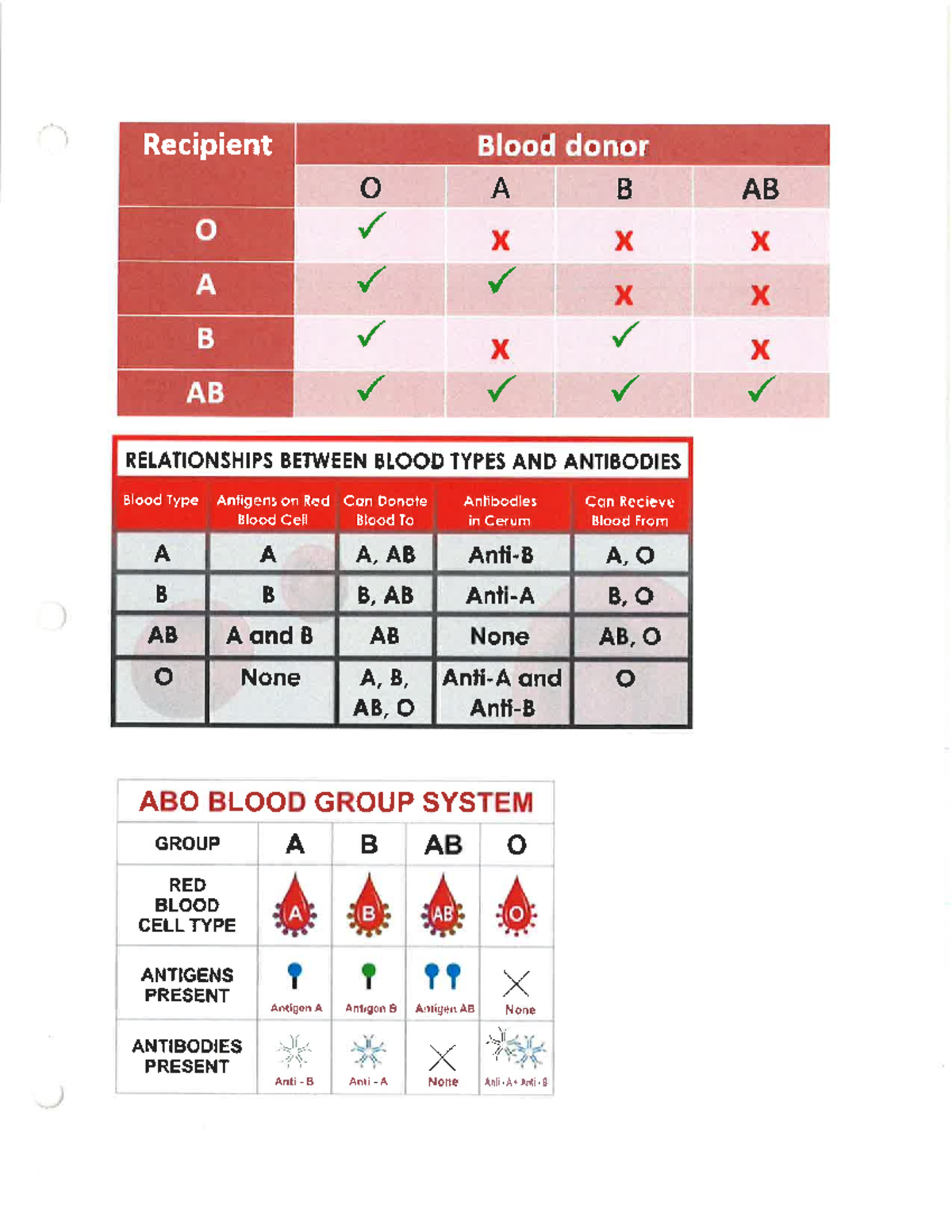 A&P 2 Blood worksheet 1 - ANAT 171 - Studocu