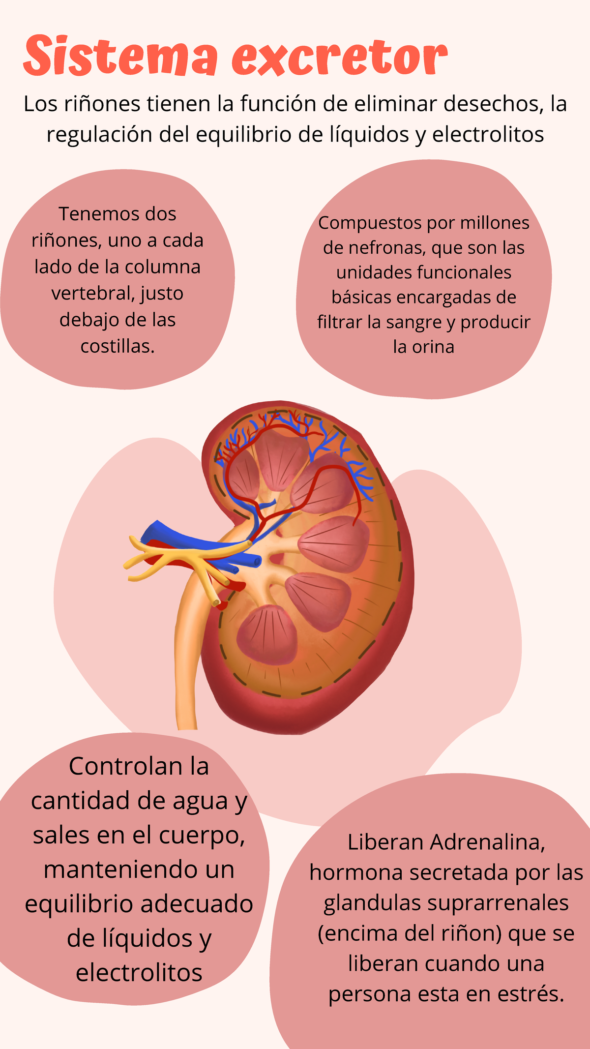 Sistemas - sistema excretos diagrama - Sistema excretor Los riñones tienen la función de ...