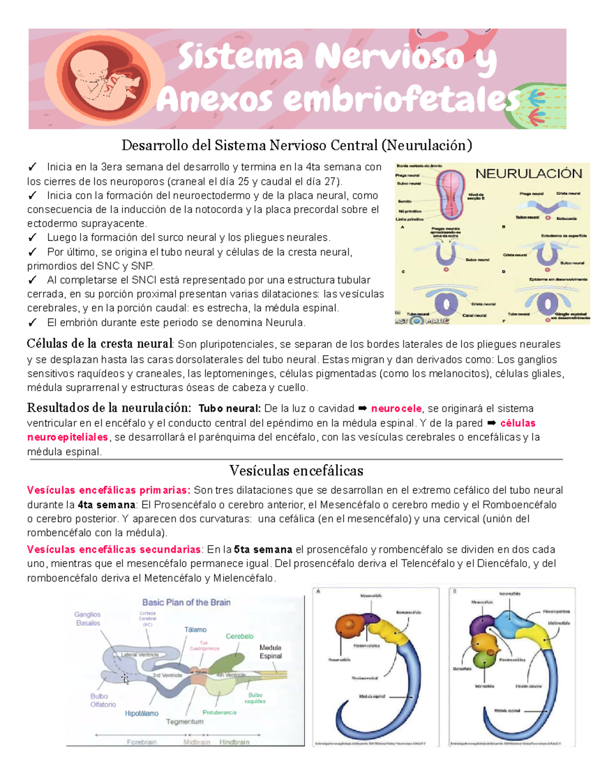 Embriología - Examen 2 - Desarrollo del Sistema Nervioso Central ...