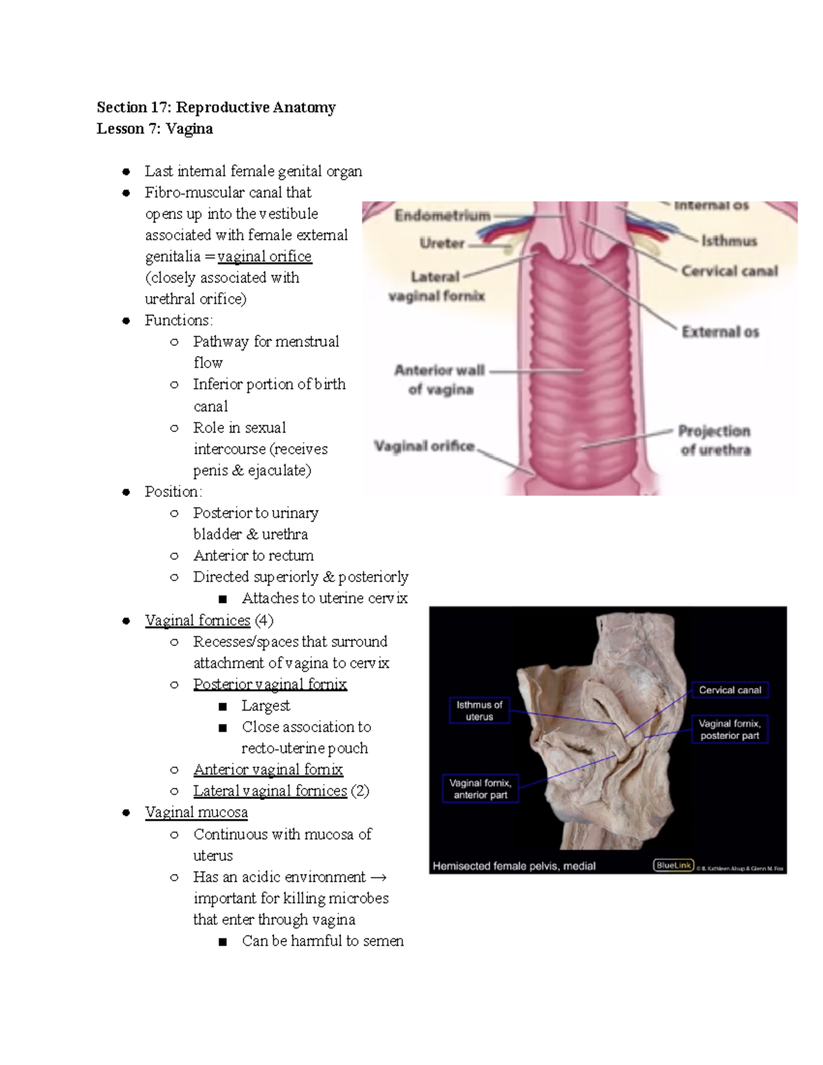6- Vagina - Section 17: Reproductive Anatomy Lesson 7: Vagina Last ...
