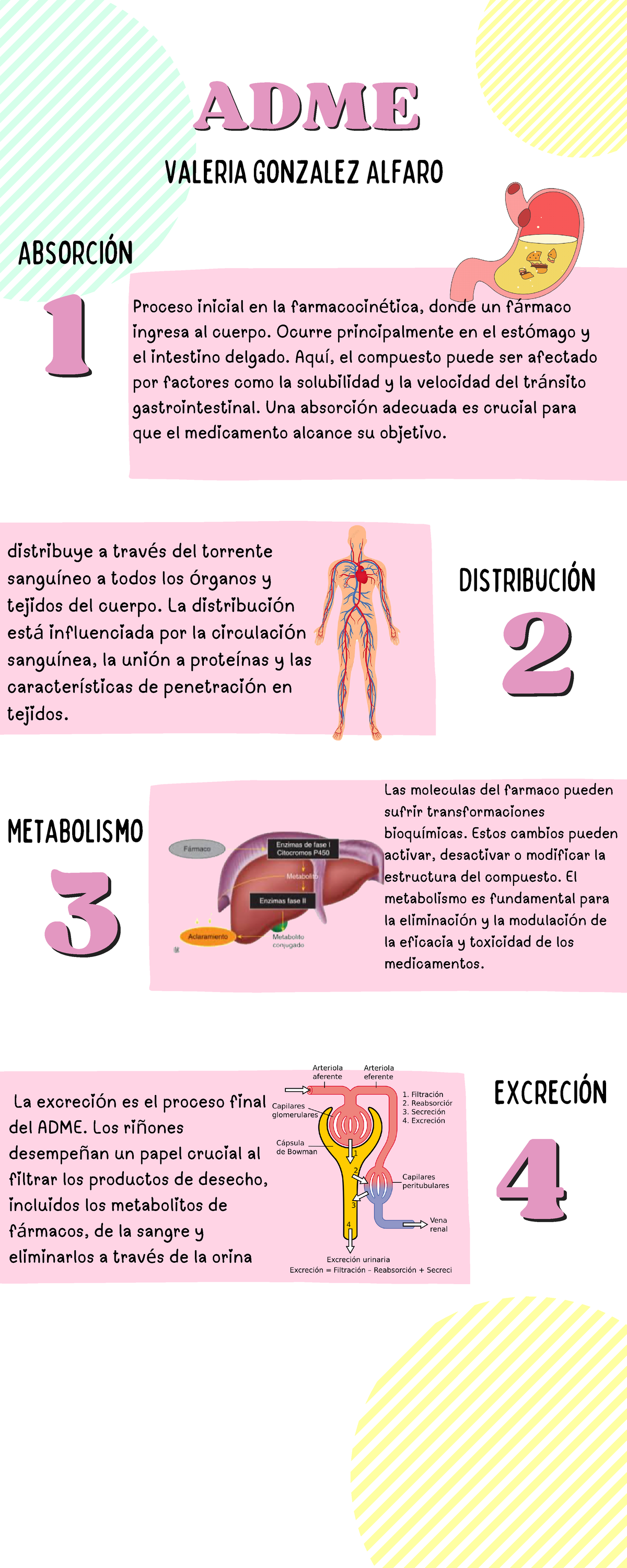 ADME VGA - adme - 33 La excreción es el proceso final del ADME. Los riñones desempeñan un papel ...