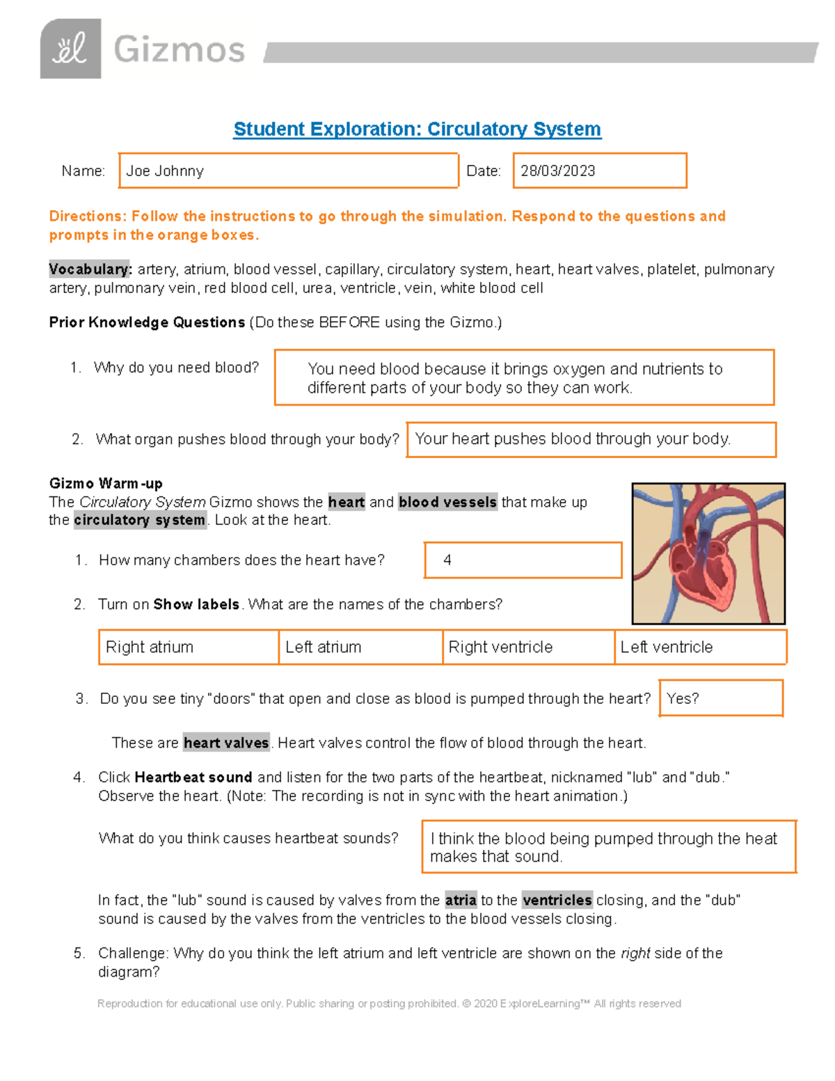 Student Exploration: Circulatory System - Studocu