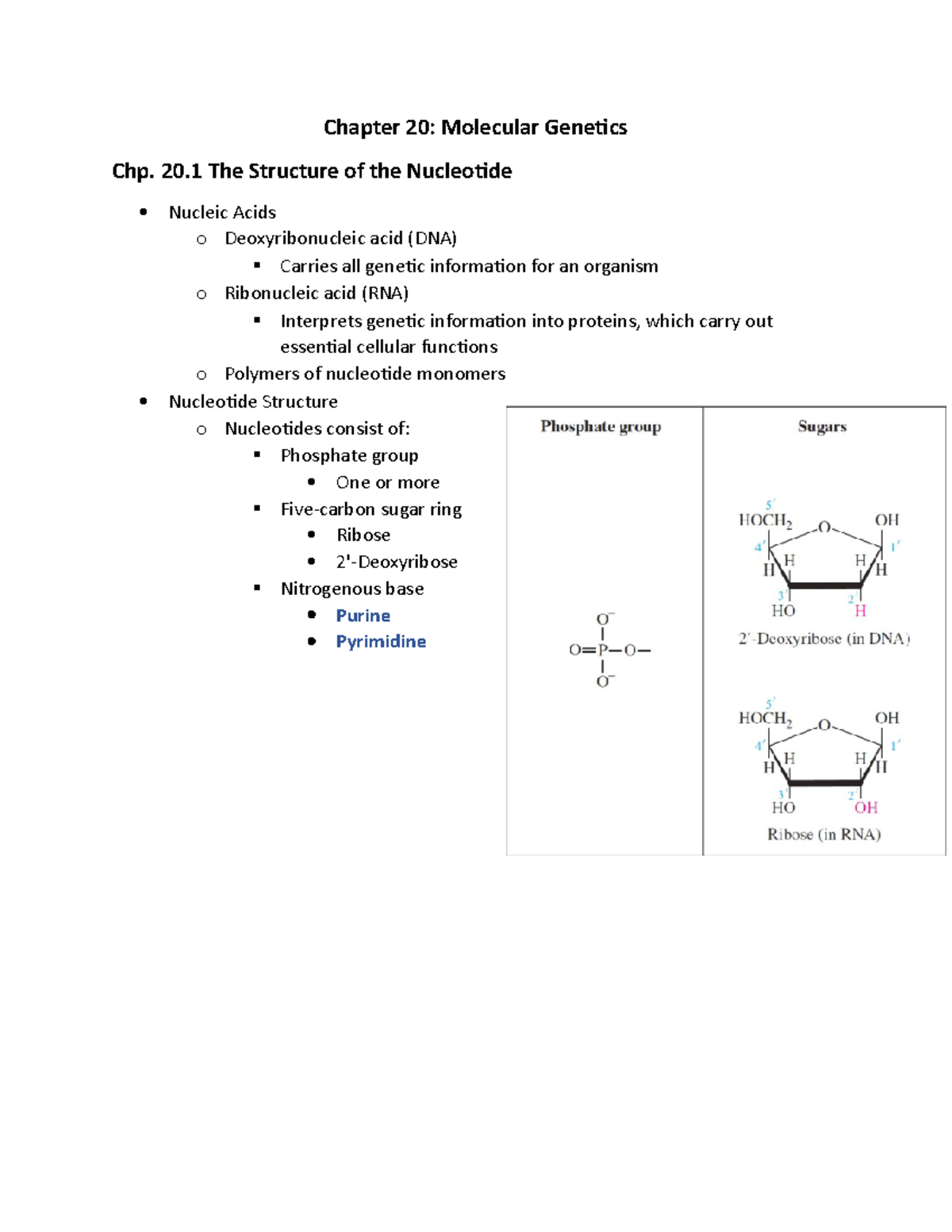 Chapter 20.1 The Structure of the Nucleotide - Chapter 20: Molecular ...