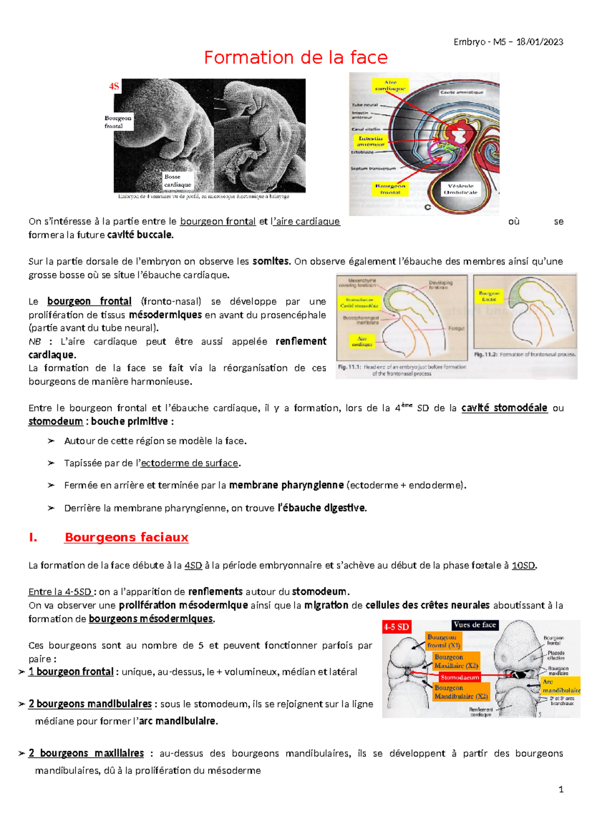 Copie de Formation de la face - Embryo - M5 – 18/01/ Formation de la ...