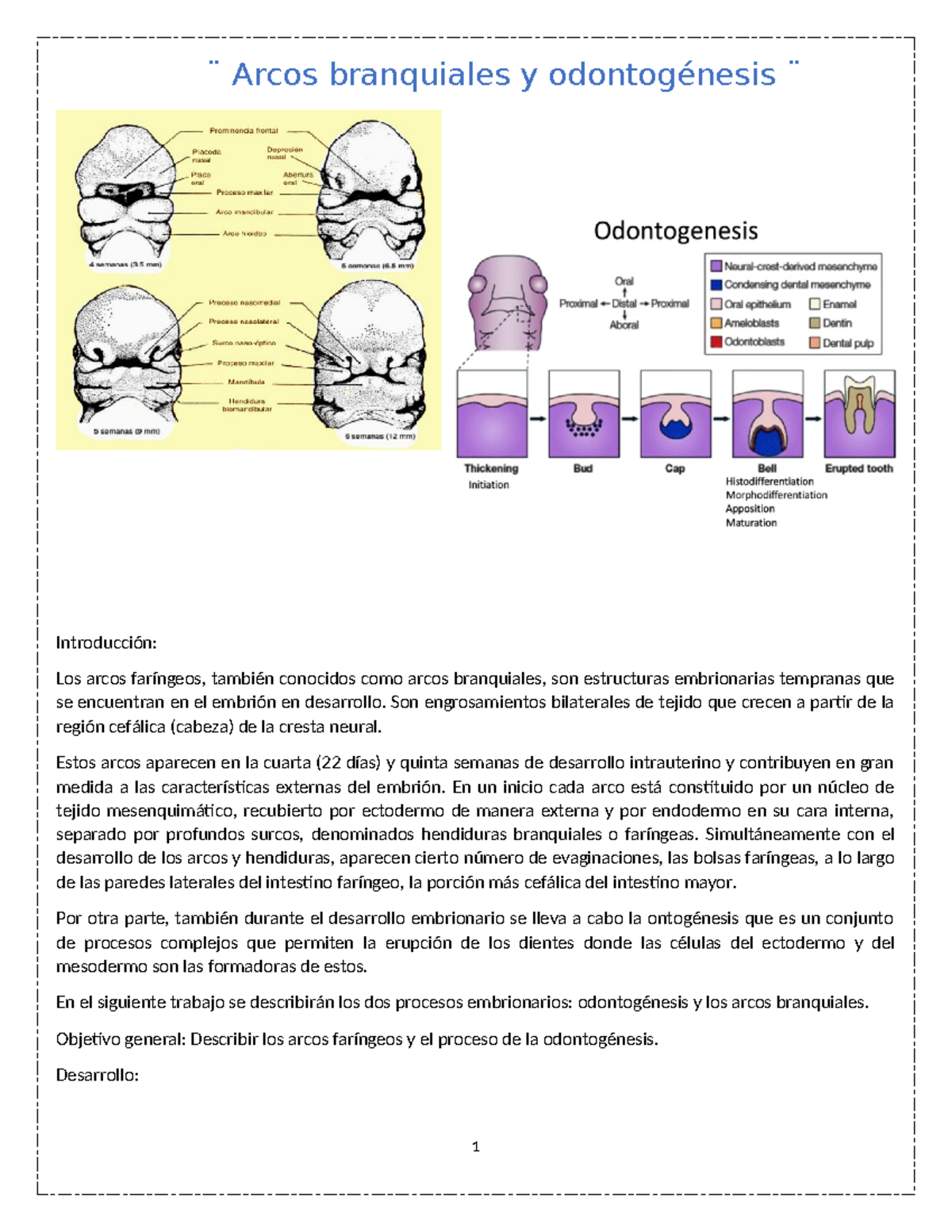 Arcos y odontogenesis - Resumen Embriología humana - MC - ̈ Arcos branquiales y odontogénesis ̈ ...