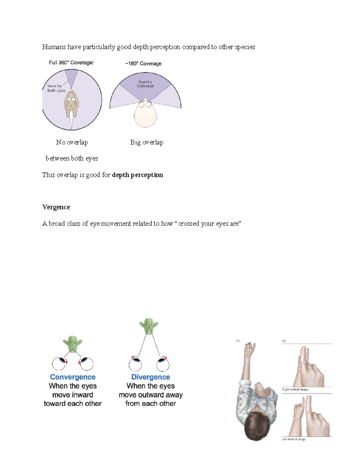 Binocular Depth - Humans have particularly good depth perception ...