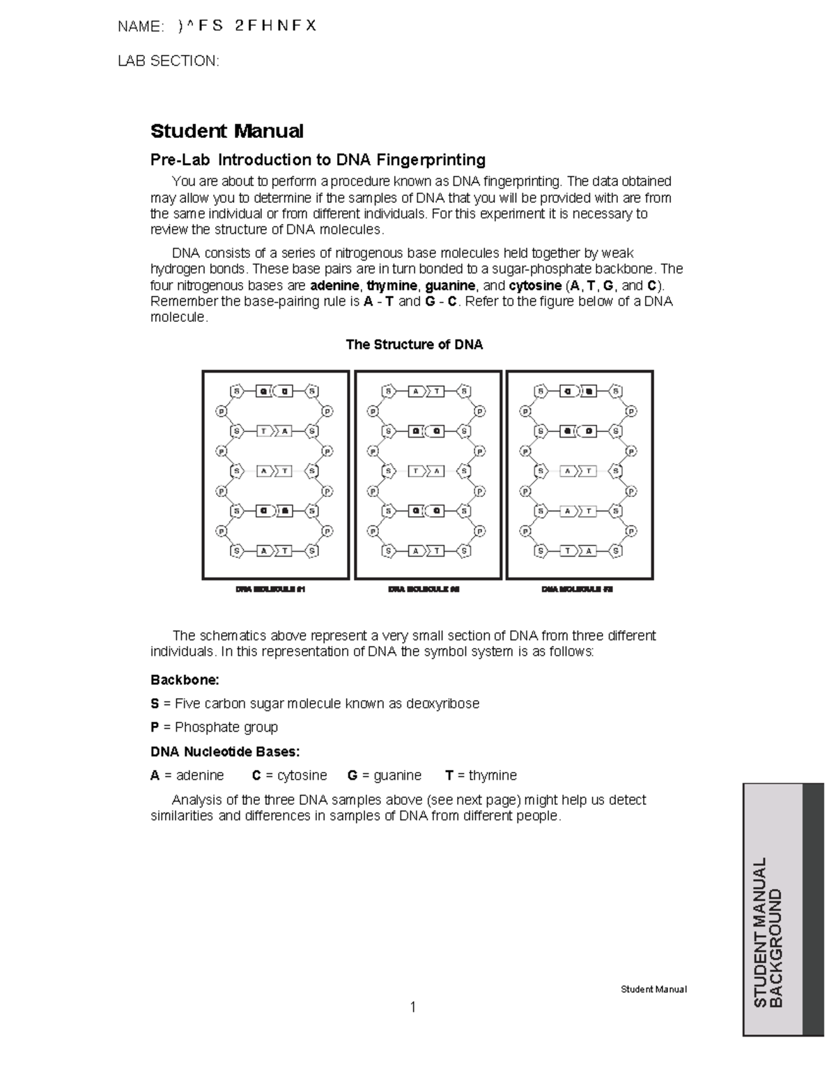 DNA Fingerprinting Worksheets 2 - Tagged - Student Manual 1 NAME: LAB ...