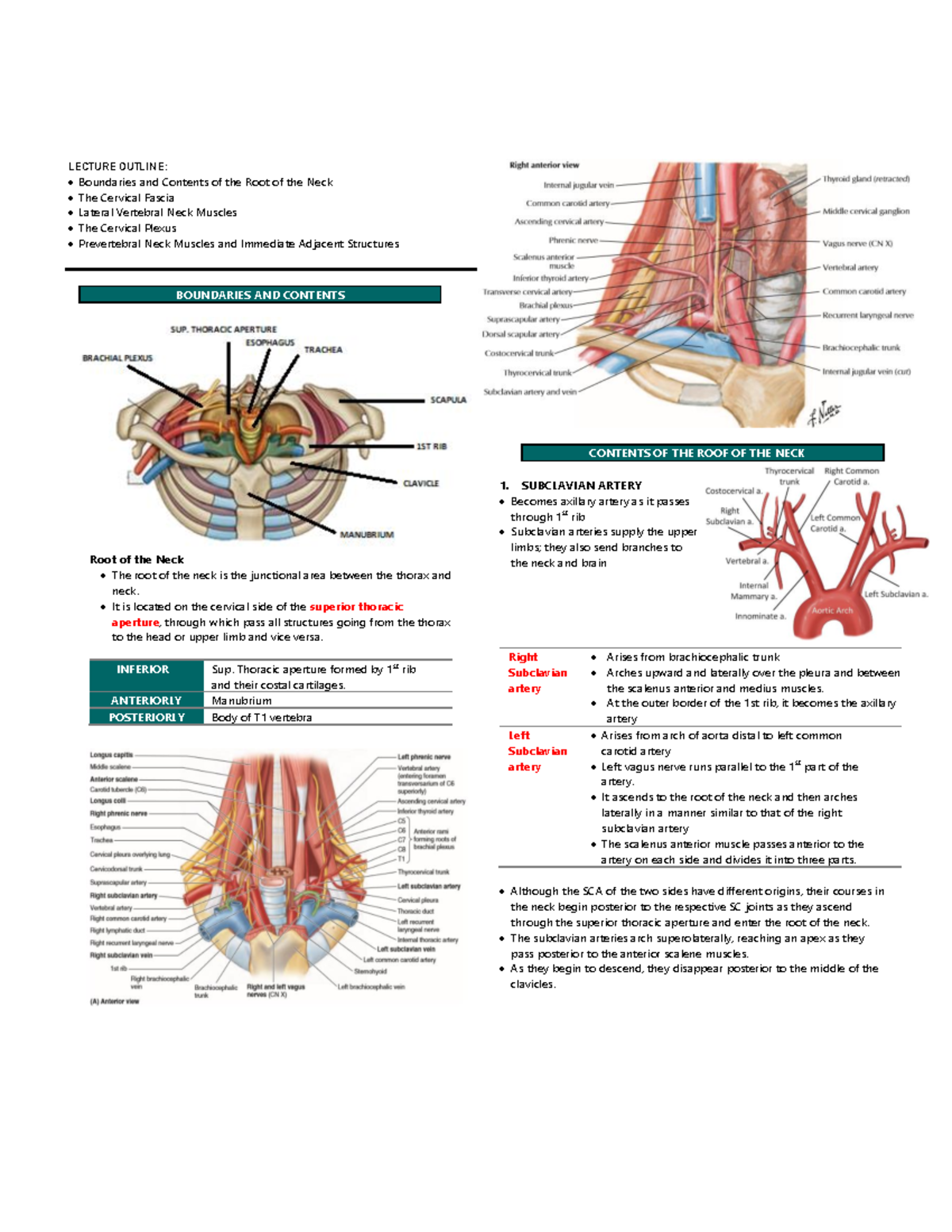 Prevertebral Structures of the Neck - LECTURE OUTLINE: Boundaries and ...