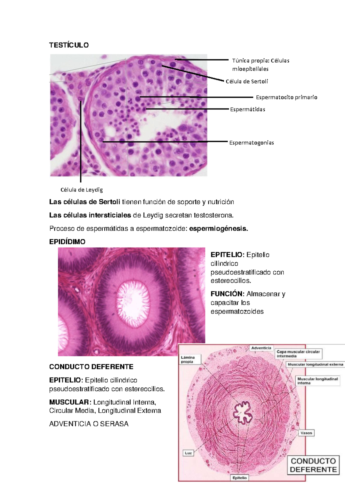 Histo SEM 11 - TESTÍCULO Las células de Sertoli tienen función de ...