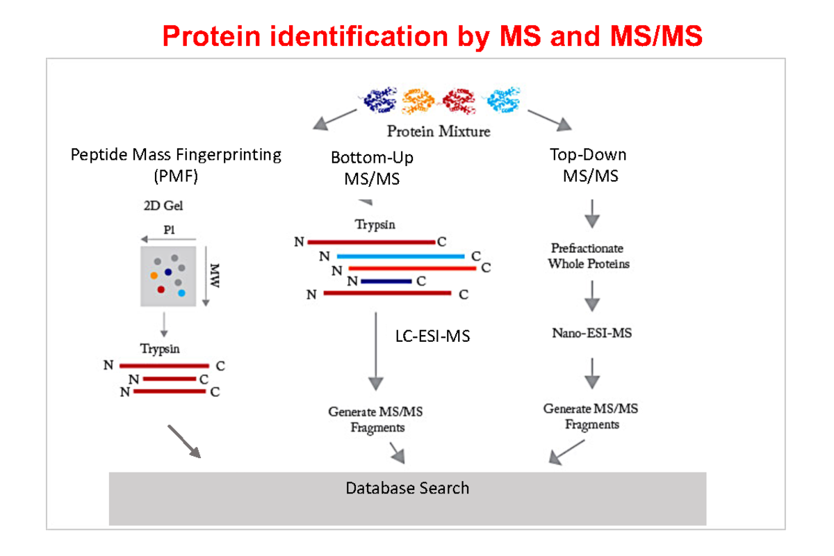 Lecture 14 - Protein MS-3 - Protein identification by MS and MS/MS ...