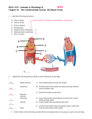 Cardiovascular System - Chapter 20 - Part 1 - Compatibility Mode ...