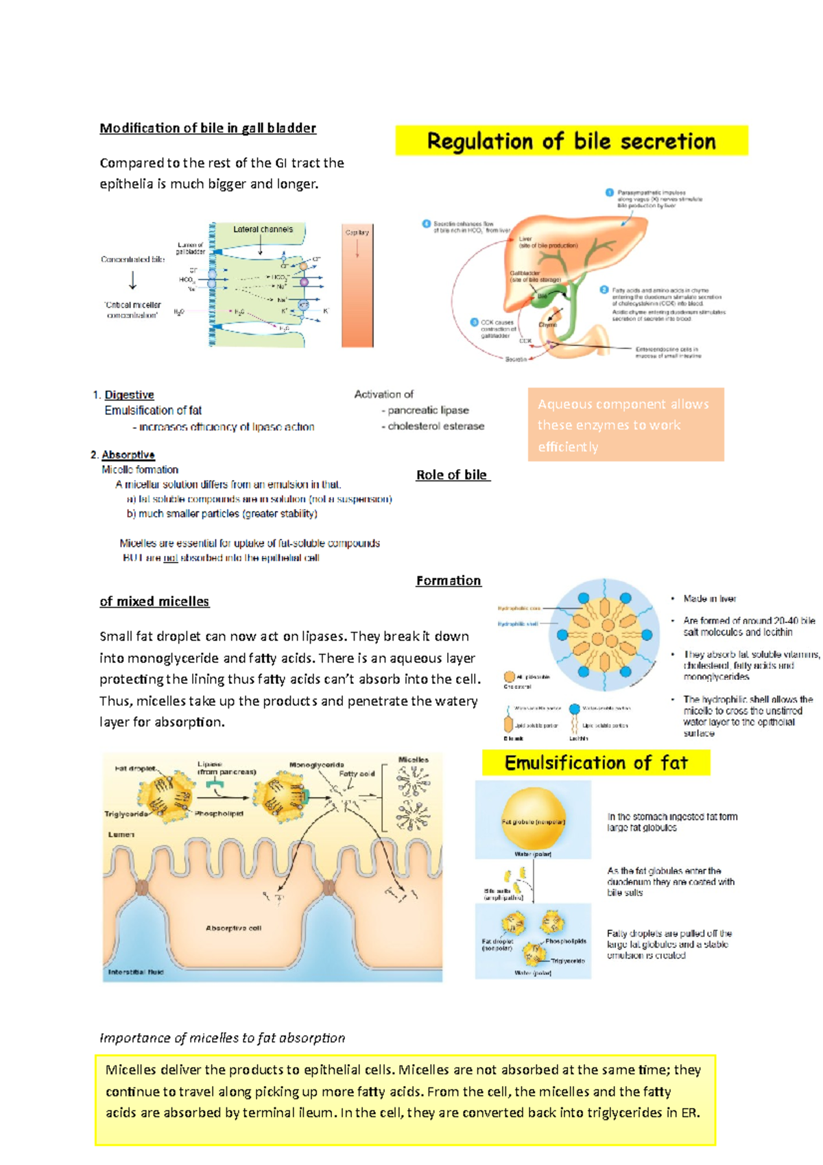 Modification of bile in gall bladder - Modification of bile in gall ...