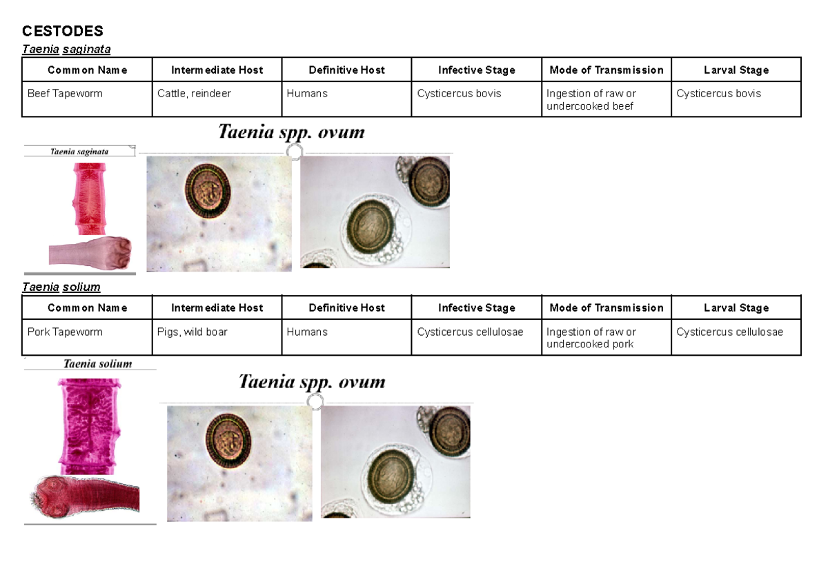 Cestodes - CESTODES Taenia saginata Common Name Intermediate Host Definitive Host Infective ...