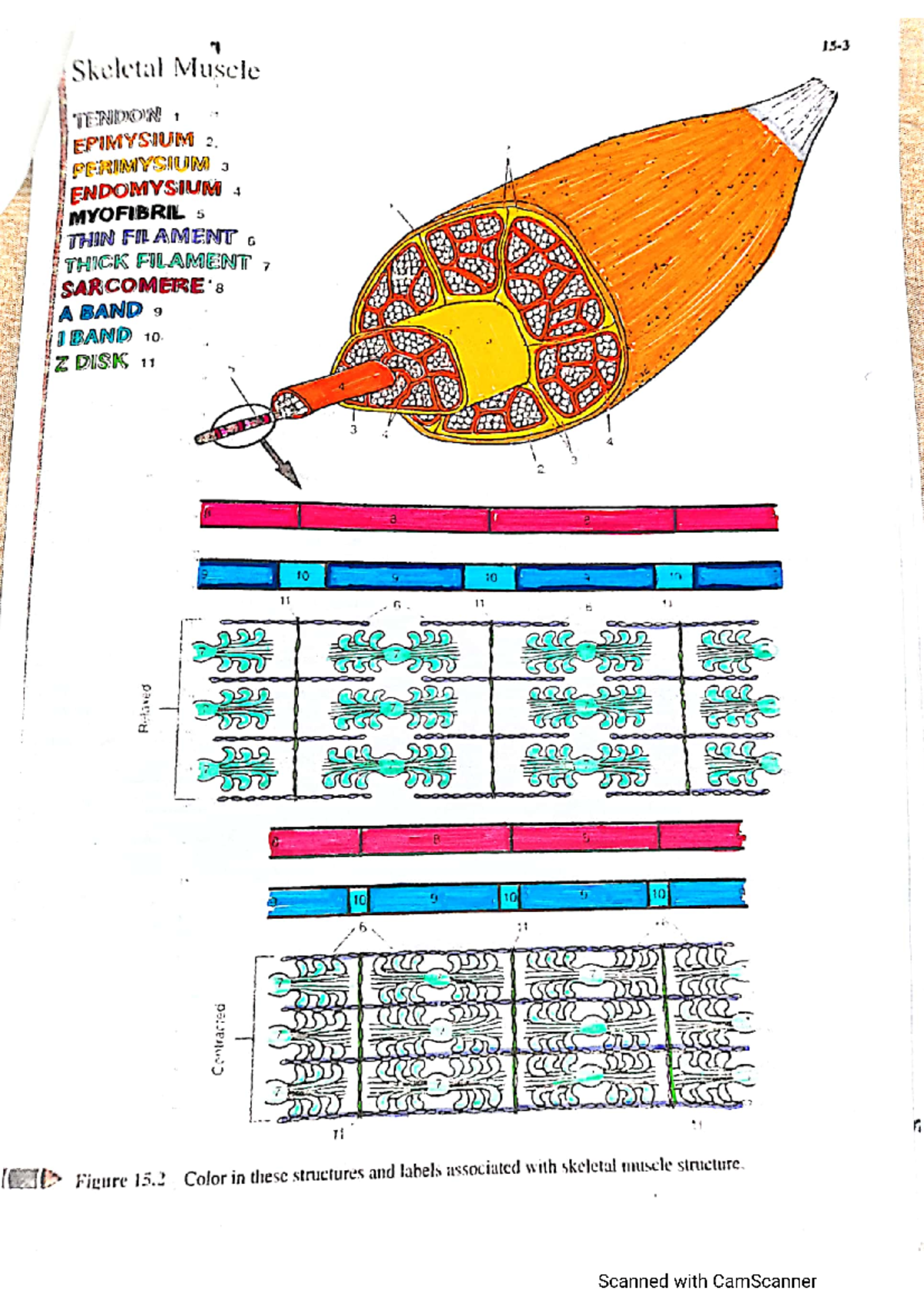 Muscular System - Lecture notes 2 - MEDICAL LABORATORY SCIENE - Studocu