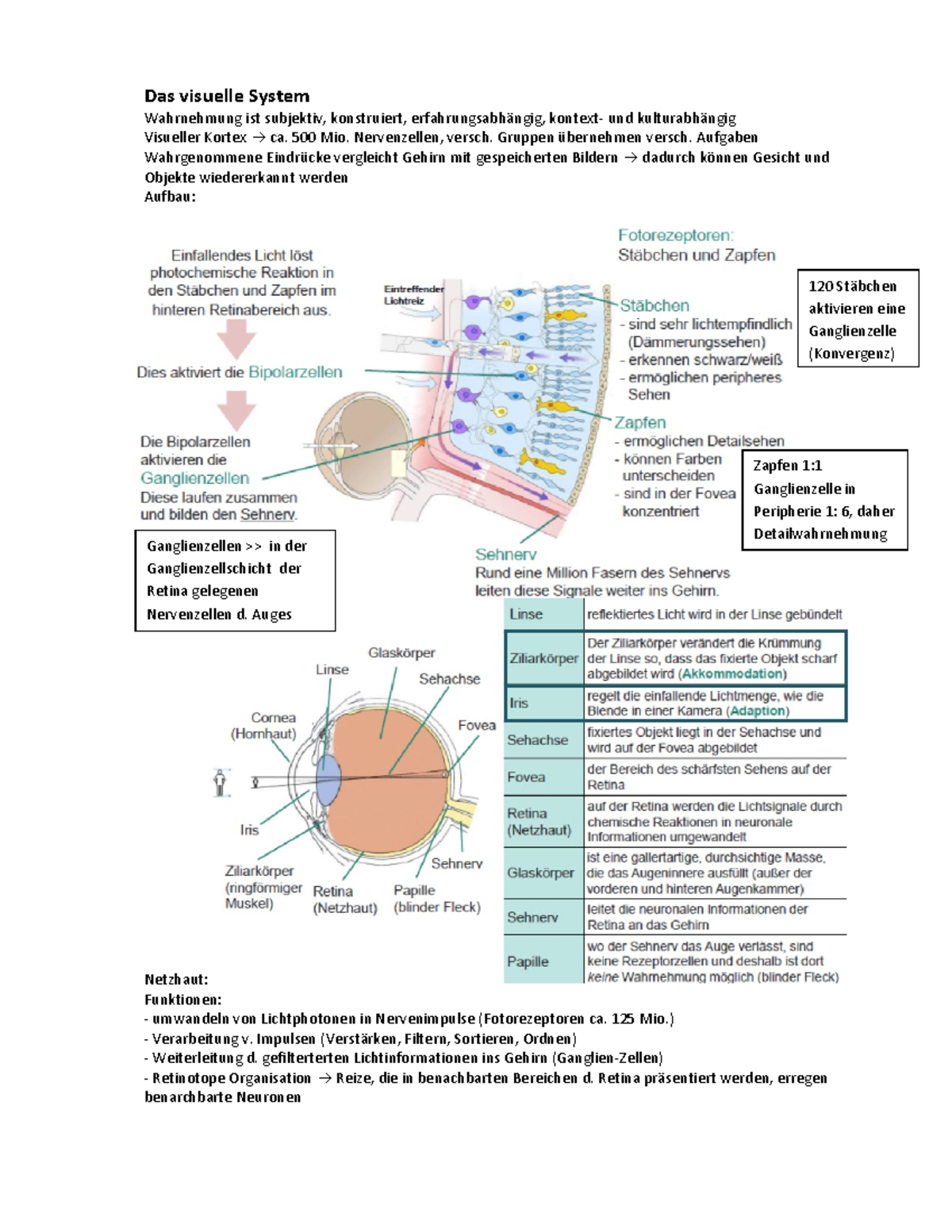 Das visuelle System - Warning: TT: undefined function: 32 Das visuelle System Wahrnehmung ist ...