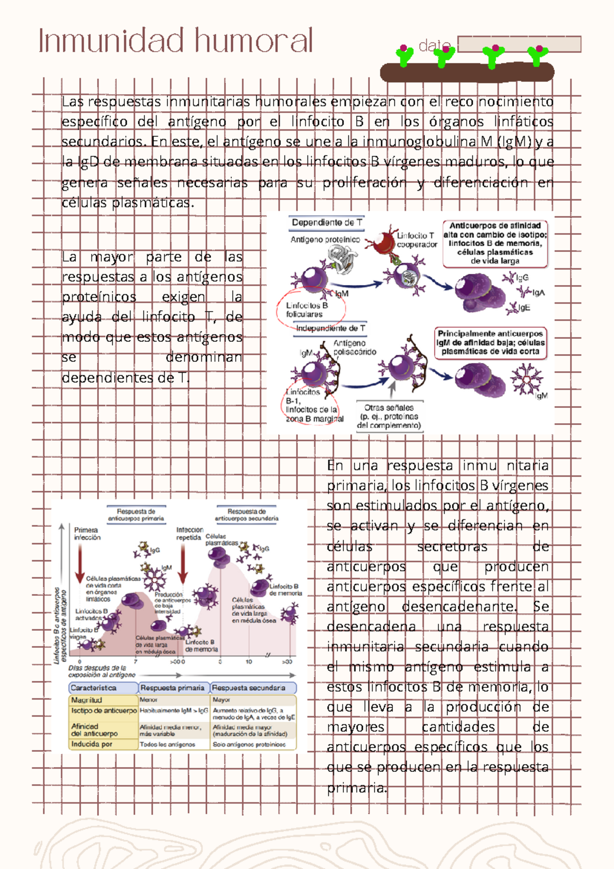 Inmunidad humoral - En este, el antígeno se une a la inmunoglobulina M ...