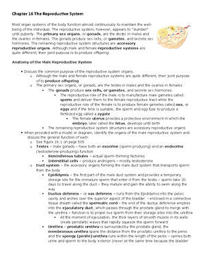 Chapter 15 The Urinary System - Chapter 15 The Urinary System The ...
