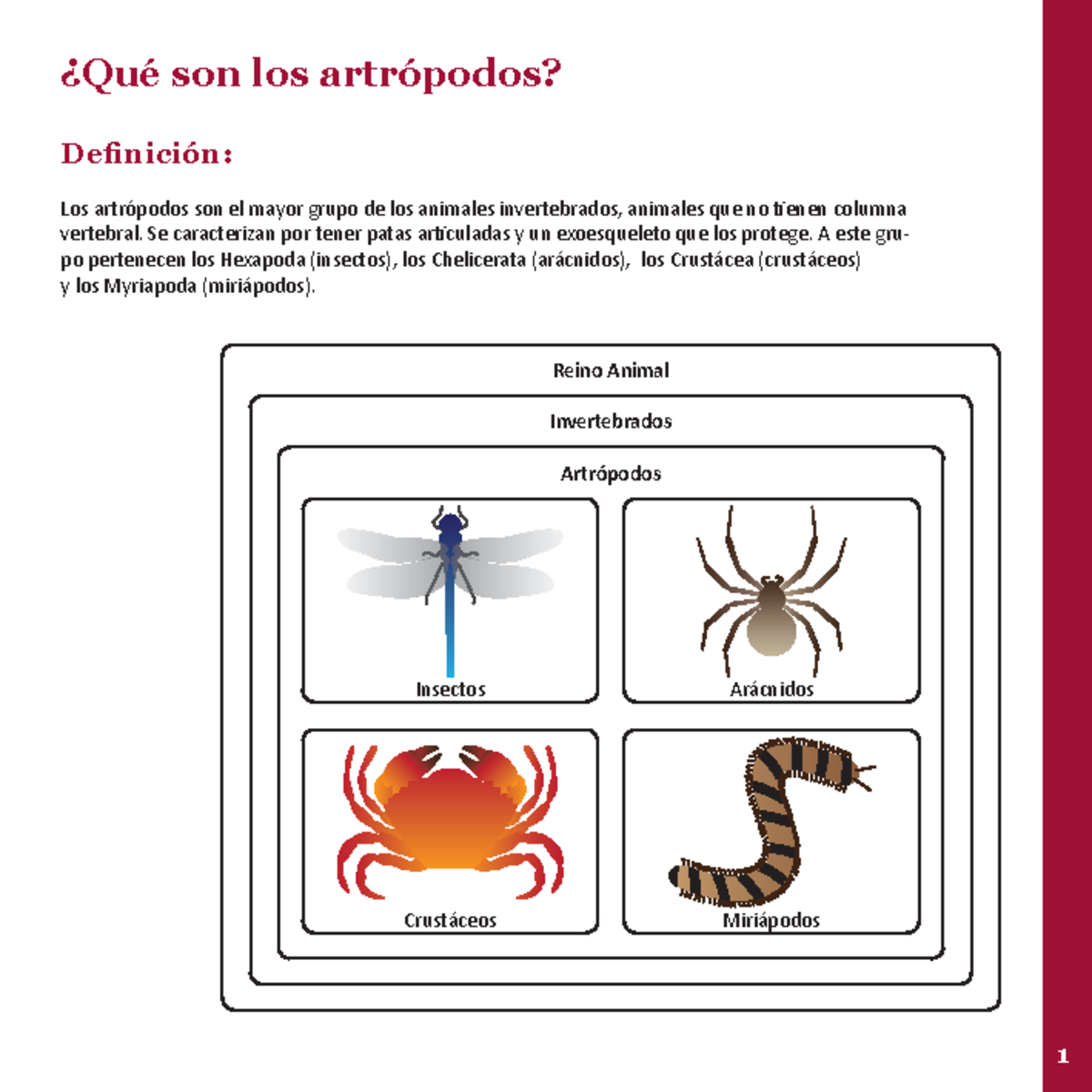 Cartilla Artrópodos - documento para promoción - ¿Qué son los ...