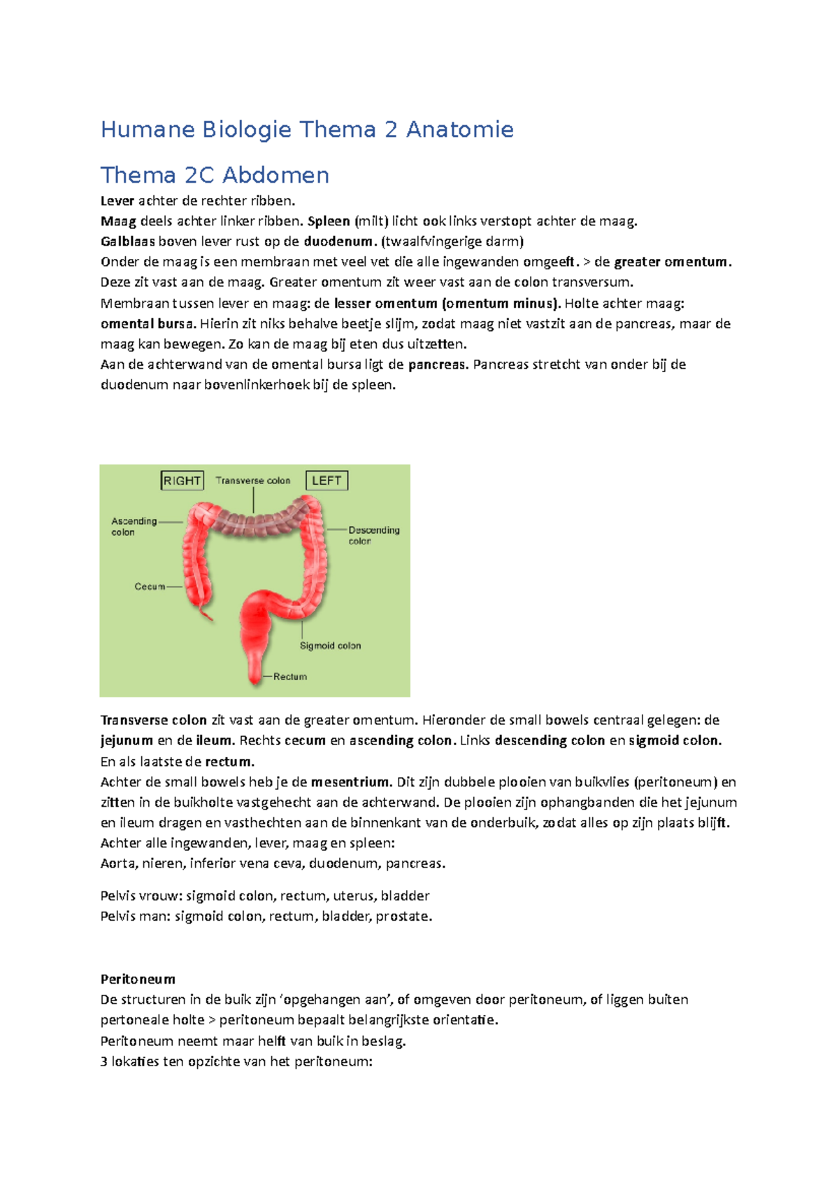 Humane Biologie Thema 2 Anatomie; 2C Abdomen - Humane Biologie Thema 2 ...
