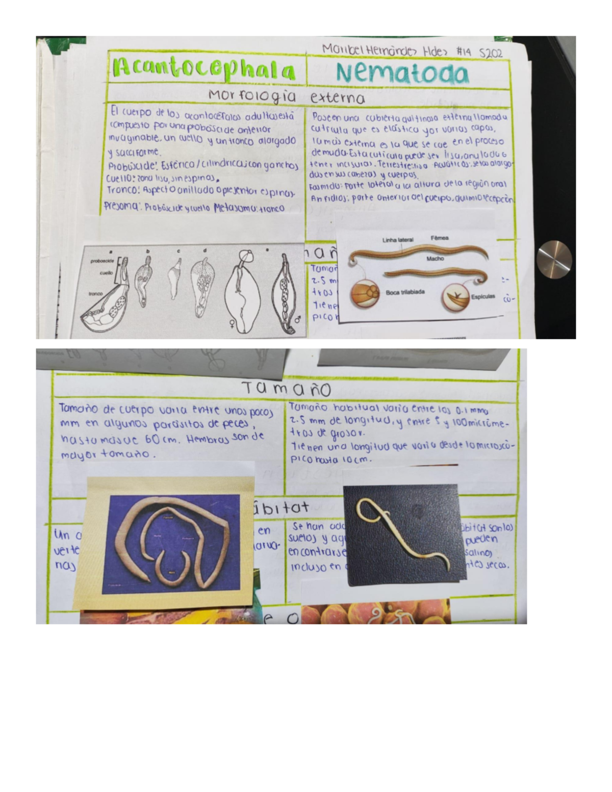 Cuadro comparativo de NEMATODA Y ACANTOCEPHALA - Referencias ...