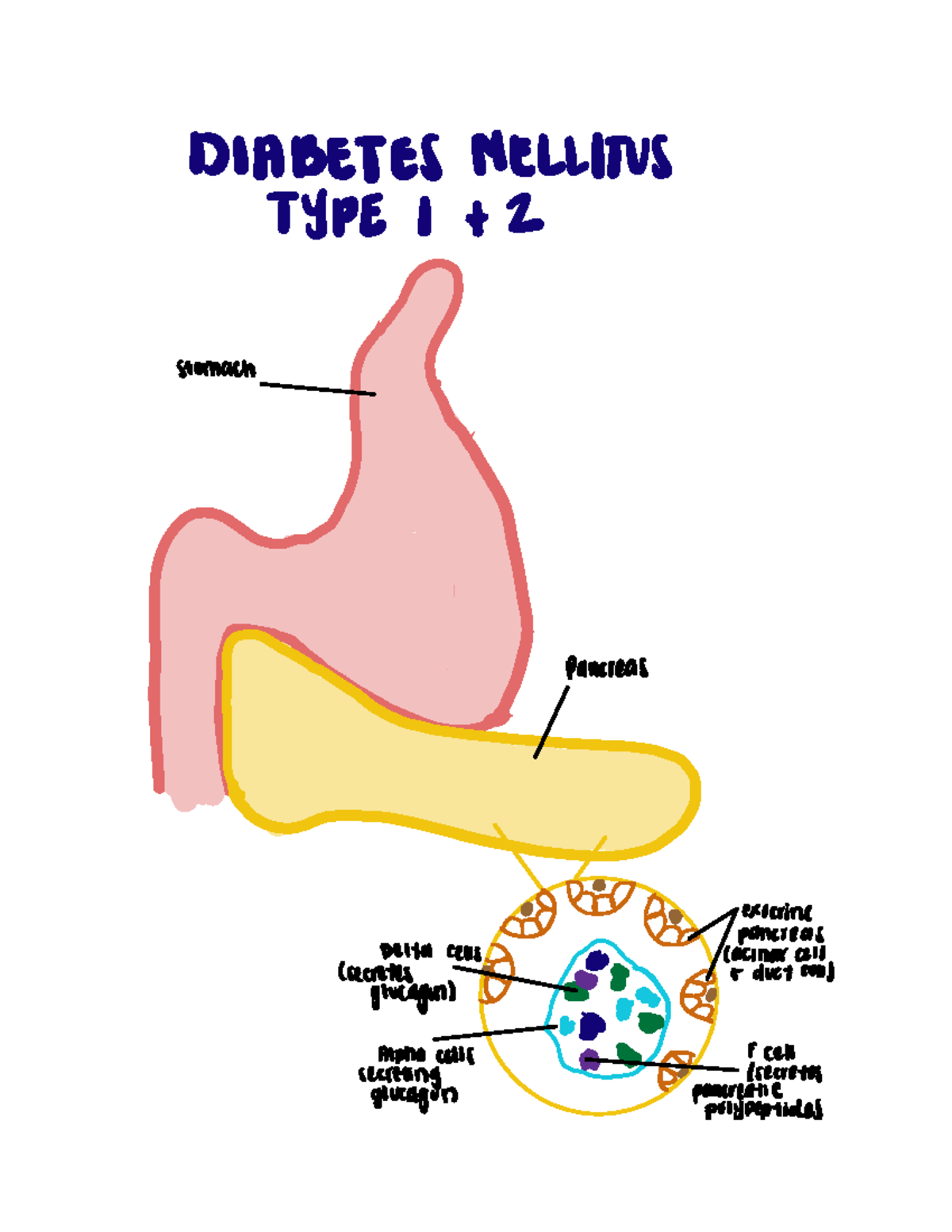 endocrine portfolio - DIABETES MELLITUS TYPE I 2 stomach k pancreas ...