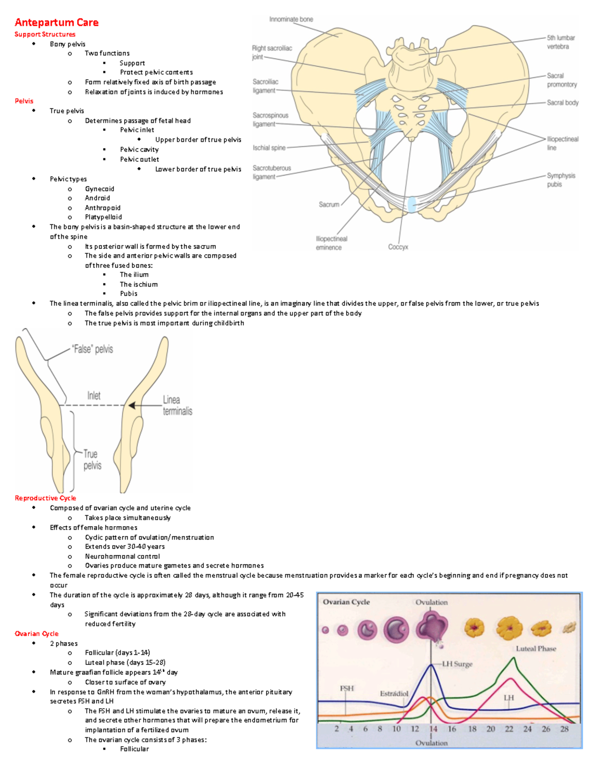 Antepartum Care Support Structures and Reproductive Cycle - Studocu