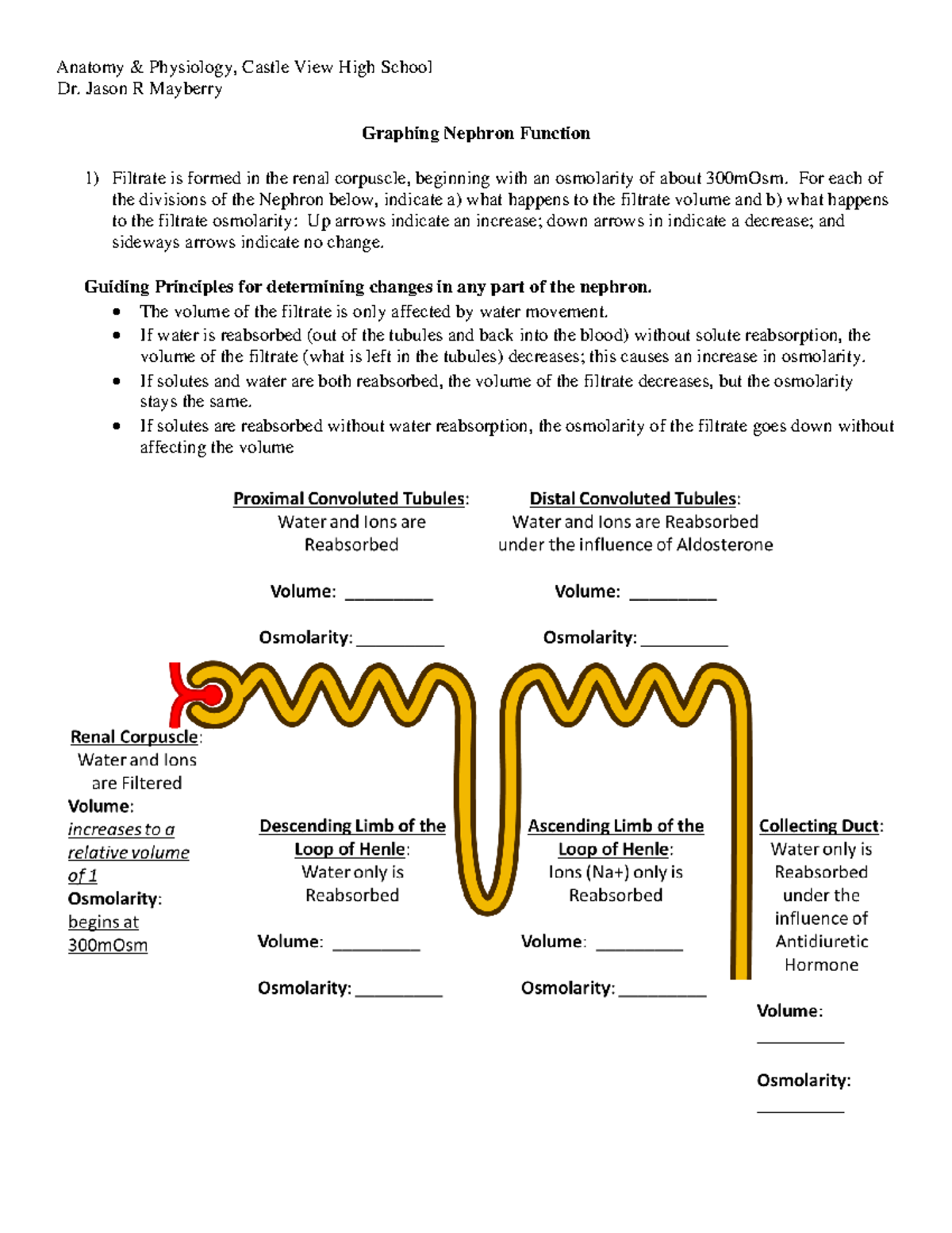 05 Graphing Nephron Function, Graphing of nephron... assignment 0.5 ...