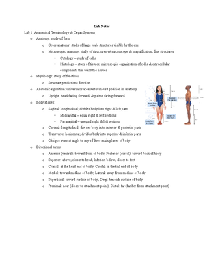 Anatomy Muscle Exam Study Guide - BIO 1205 - Villanova - Studocu