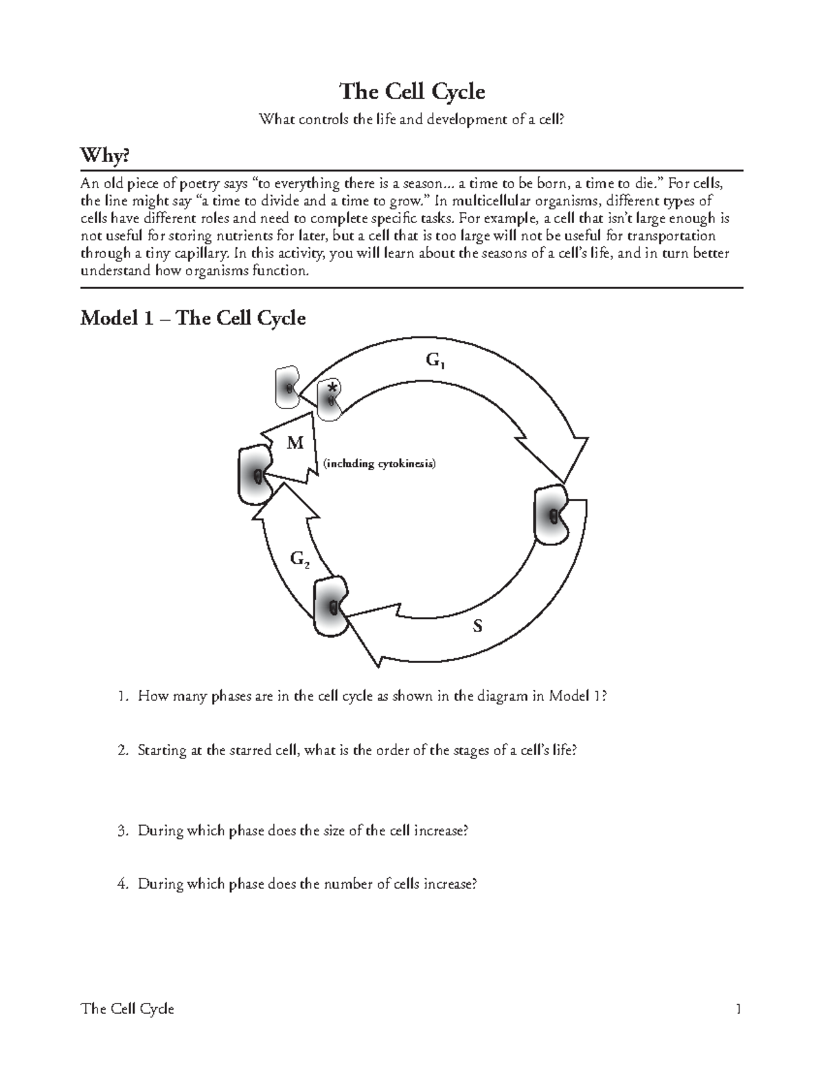 Cell Cycle Pogil - nun else - The Cell Cycle 1 The Cell Cycle What ...