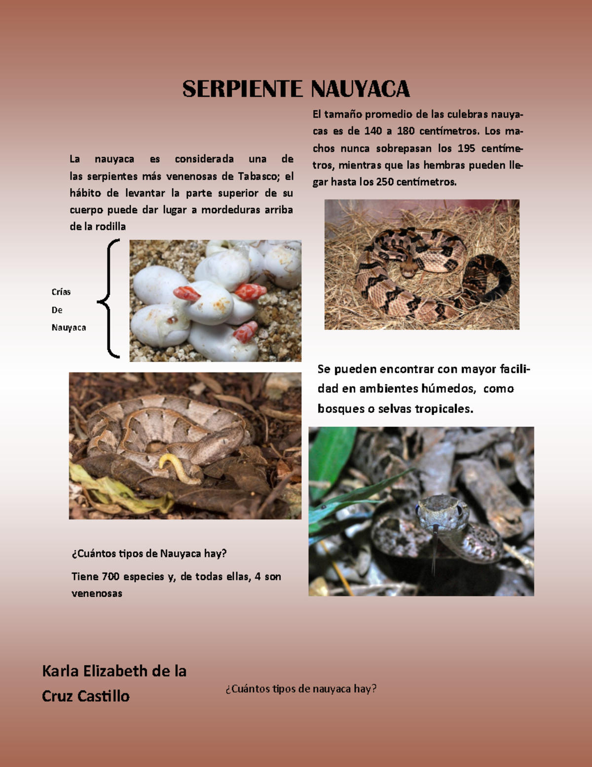 Serpiente - Normal - SERPIENTE NAUYACA La nauyaca es considerada una de ...