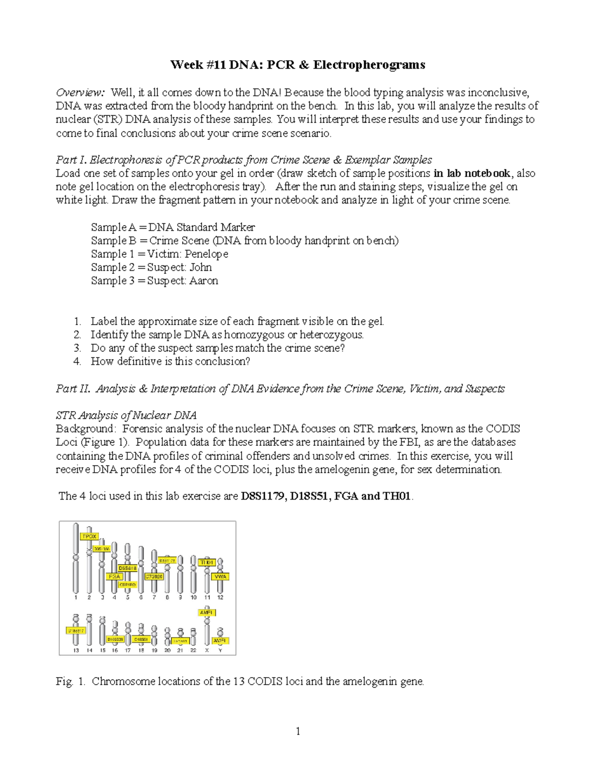 Week 11 Protocol DNA PCR and Electropherograms - Week #11 DNA: PCR ...