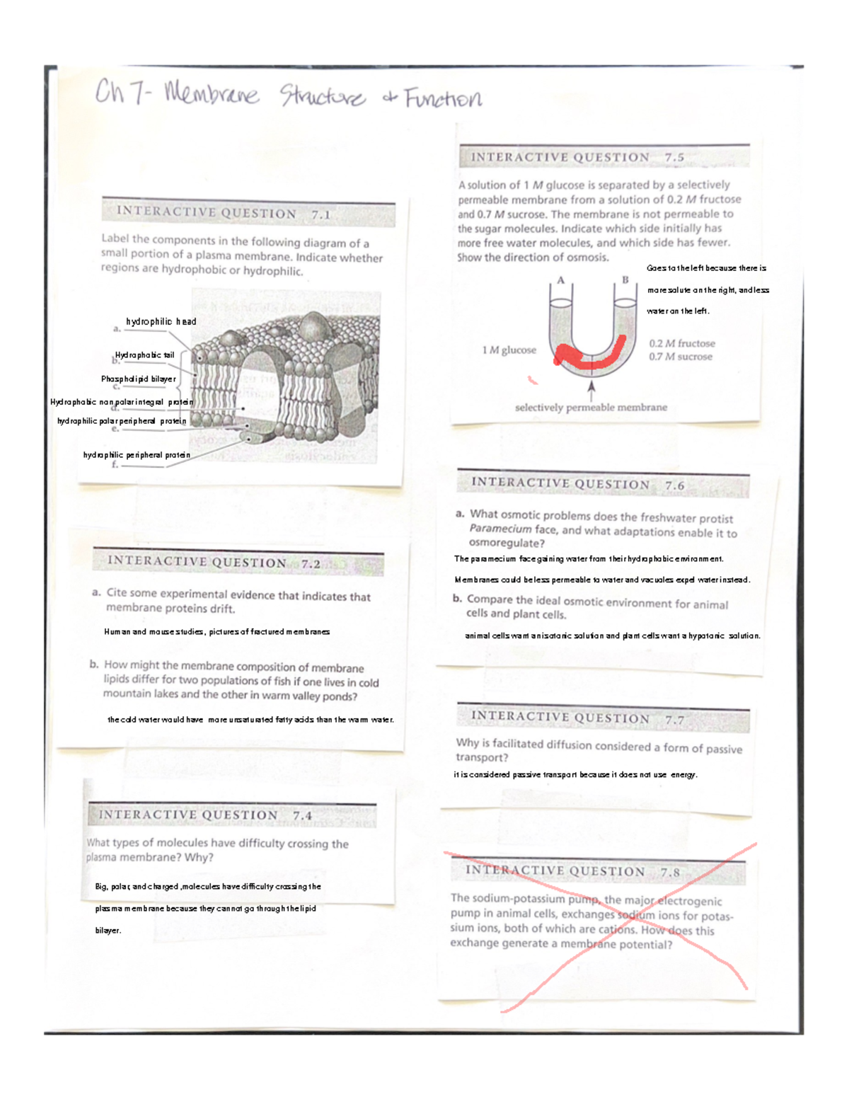 Biology worksheet Ch 7 WS - Studocu