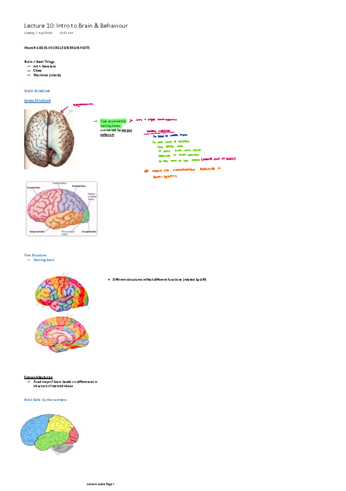 Psych Intro to Brain & Behaviour - Week 6 ADD BLUE CIRCLE ON BRAIN PARTS Brain = Neat Things. → ...