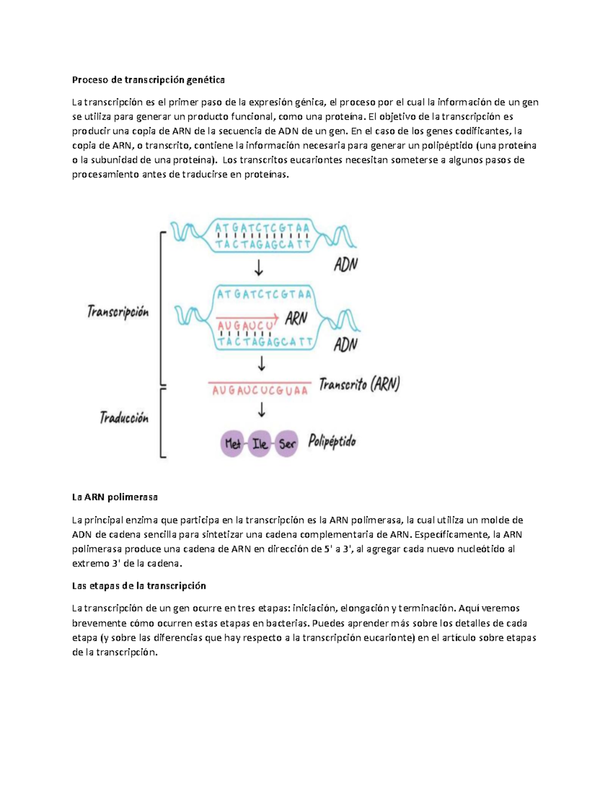 Hernández-Yomaris-Procesodetranscripcióngenética - Proceso de ...